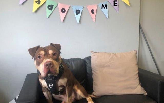 Scotland charity in race to home four XL bully dogs before they have to ...