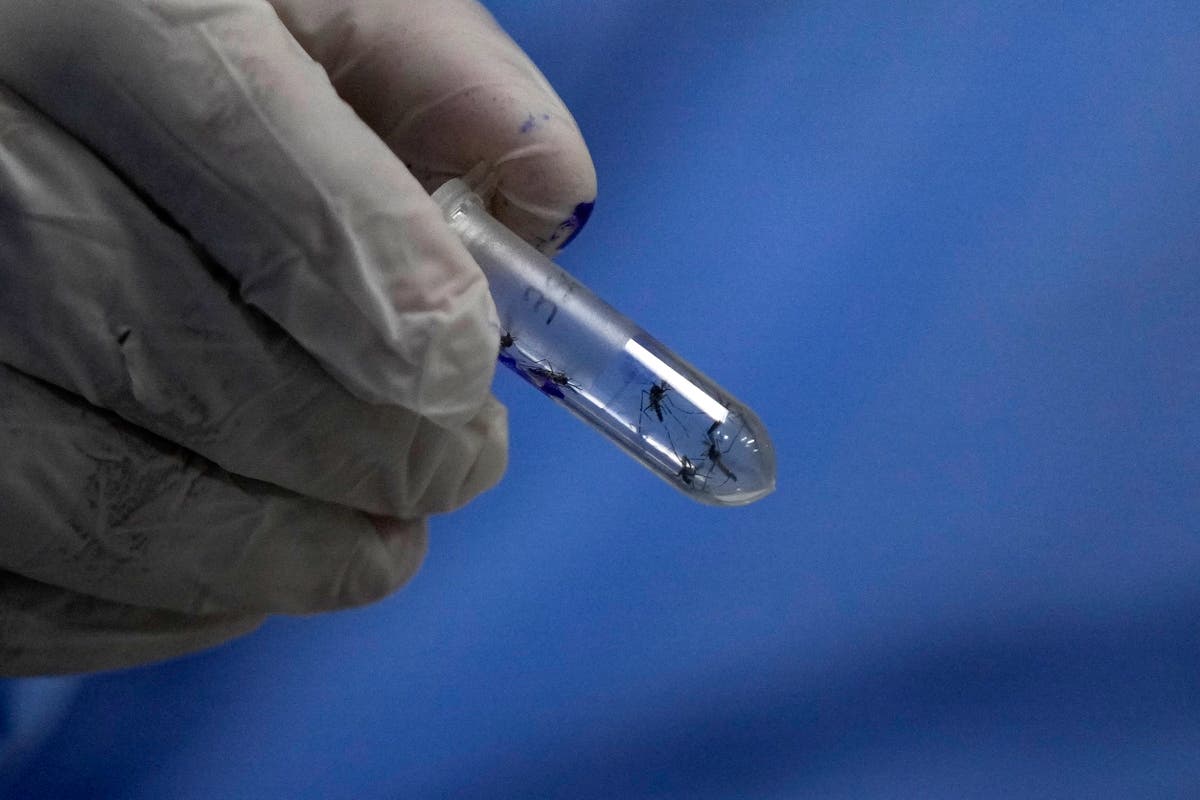 How worried should you be about dengue fever as CDC warns of spread ...