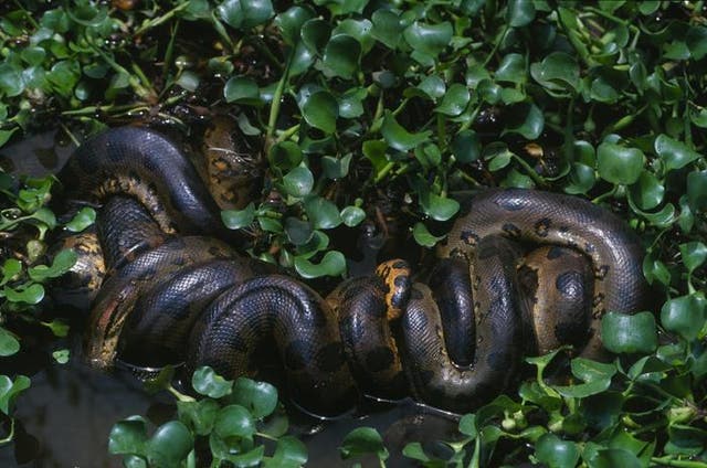 26ft-long anaconda discovered in Amazon rainforest is the biggest snake ...