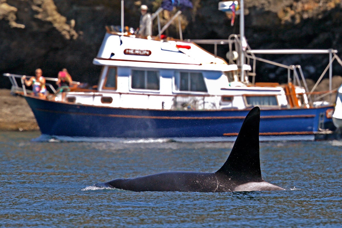 Why killer whales are attacking boats near Gibraltar? Scientists ...