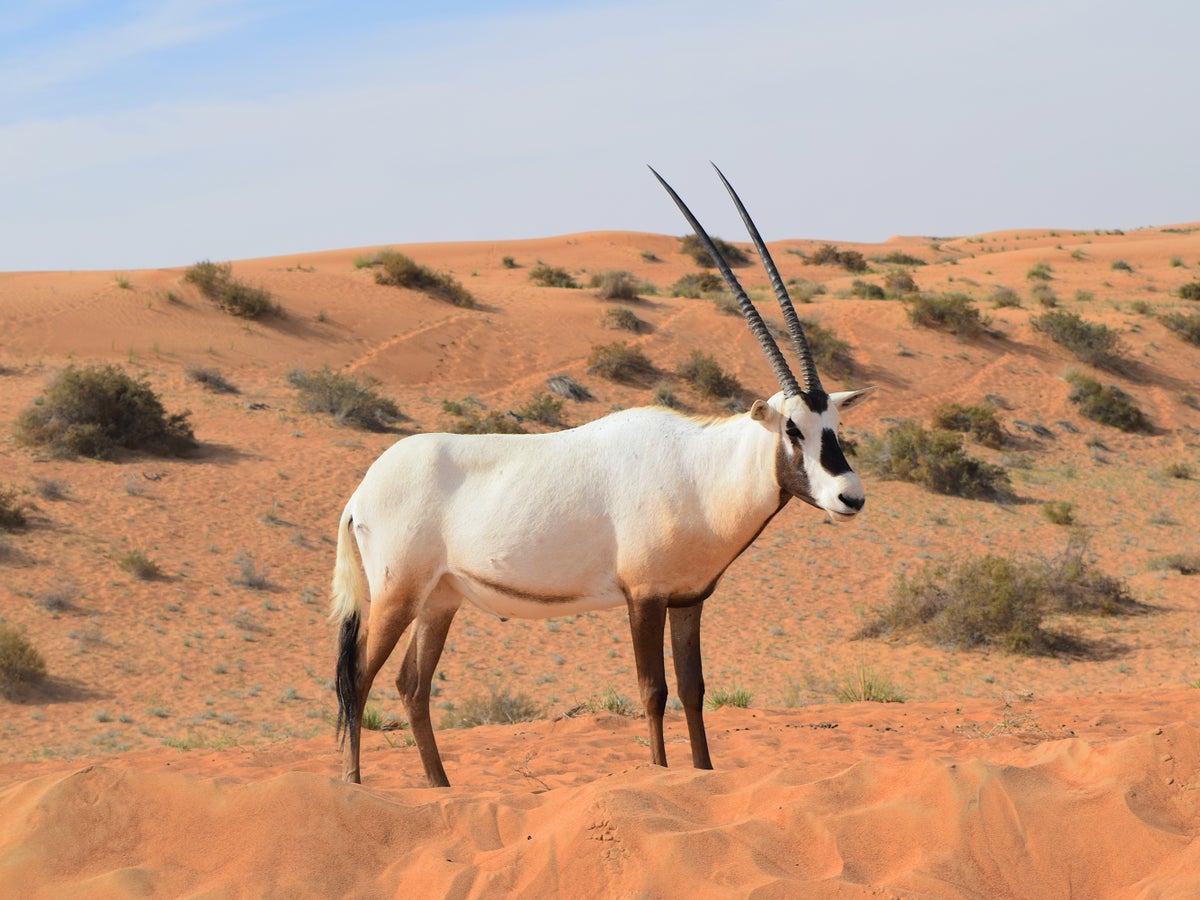Oryx With Sand Dunes Arabian Oryx | San Diego Zoo Wildlife Explorers