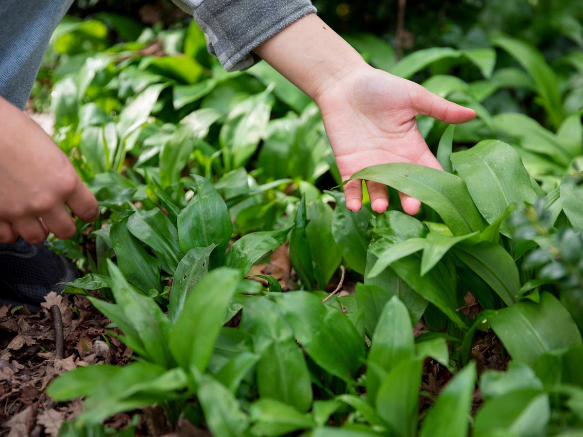 Spring foraging guide: What to look out for and how to cook it | The ...