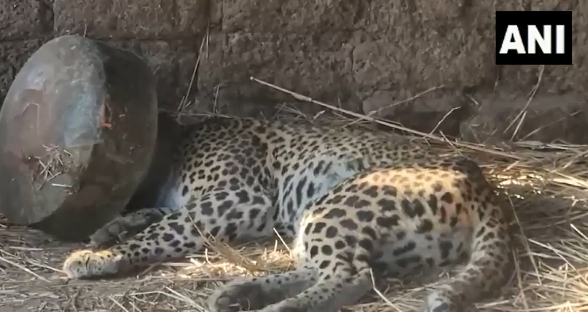 Leopard freed after having head stuck in metal pot for five hours | The ...