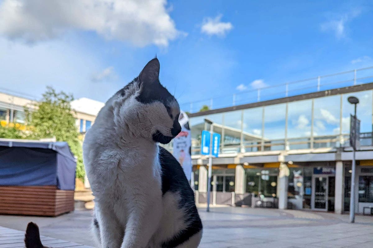 Pebbles the campus cat honoured with statue at his chosen university ...