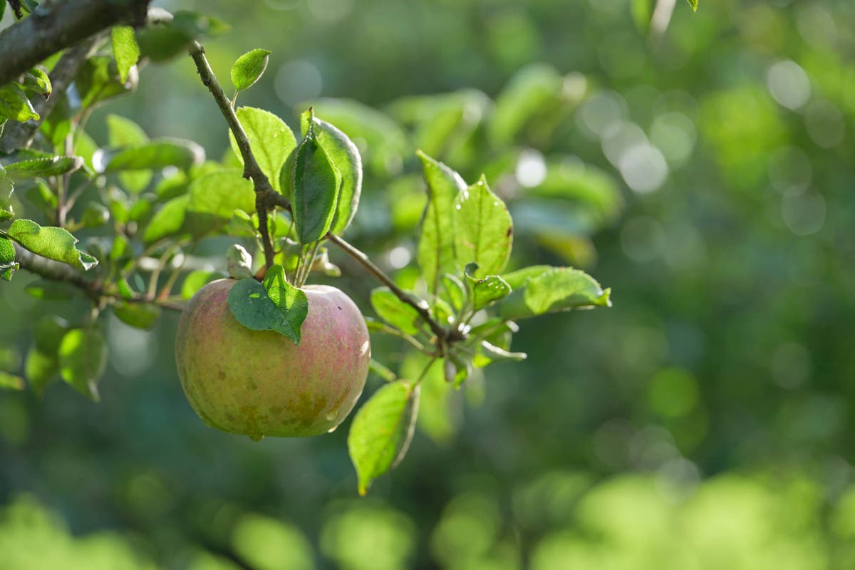 RHS orchard’s heritage apple trees sampled for their ‘DNA fingerprint ...