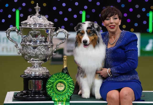 Crufts 2024: Australian shepherd named Viking crowned Best in Show ...