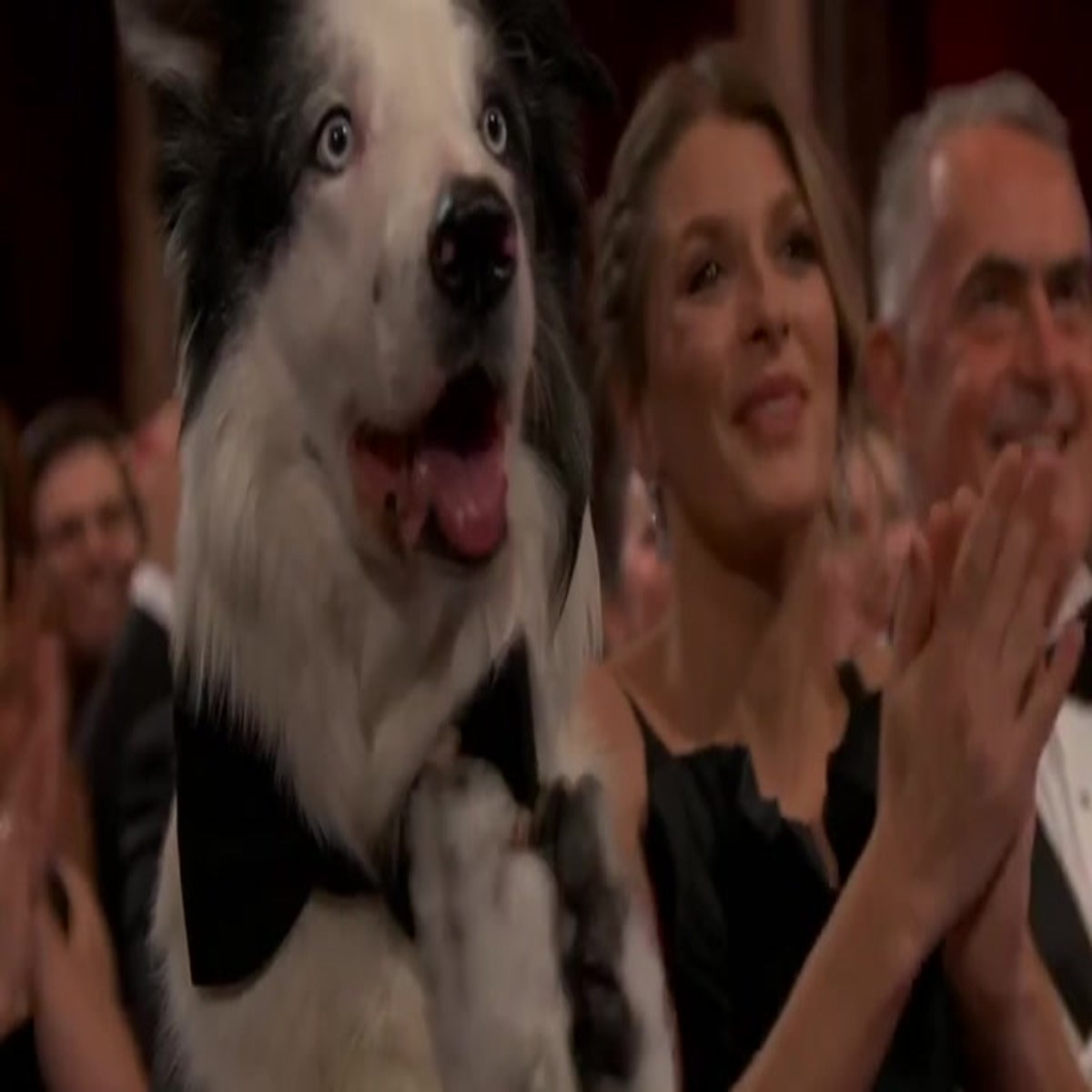 Dog Clapping The 12 Rules Of Rocket Recall Whole Dog Journal