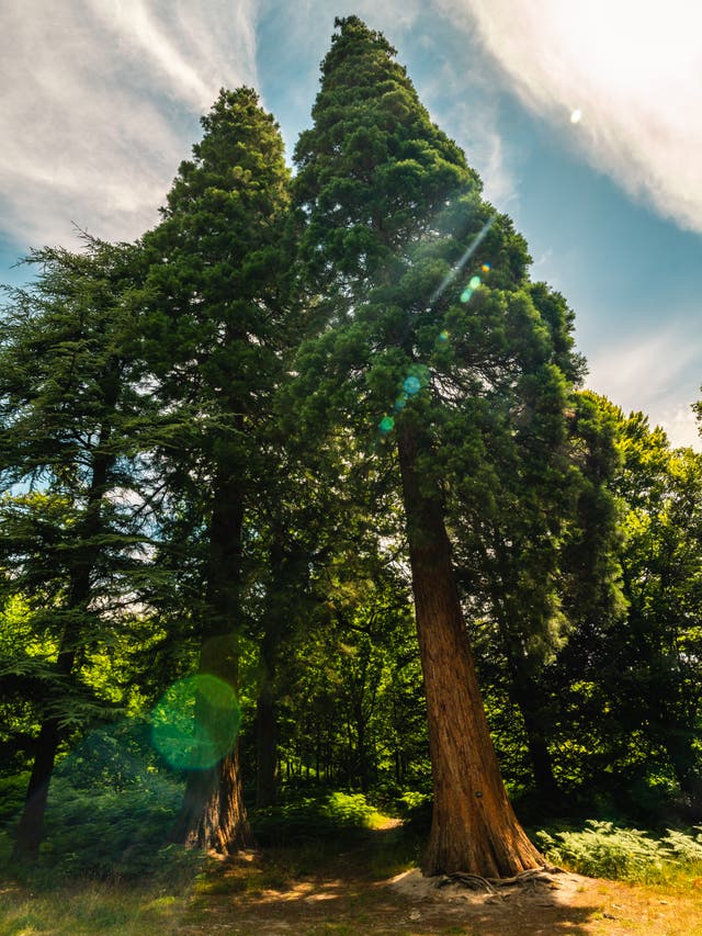 Giant sequoias thriving in UK and could grow as tall as in California ...
