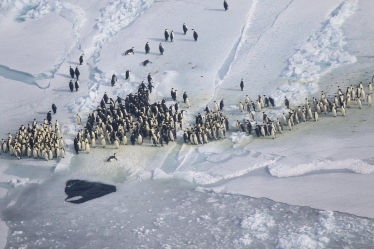 Scientists see 9.6% drop in emperor penguin populations in just under a ...