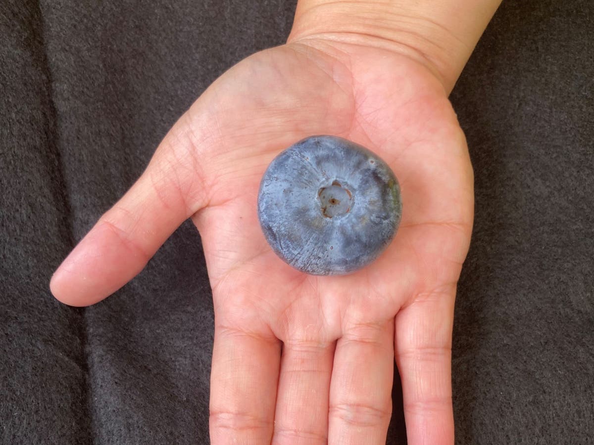 Giant blueberry grown in Australia smashes Guinness World Record for ...