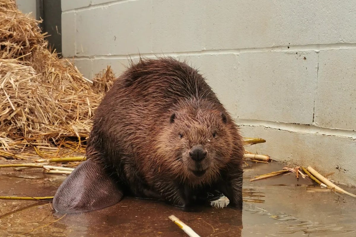 Washed-up beaver makes recovery at RSPCA wildlife centre | The Independent