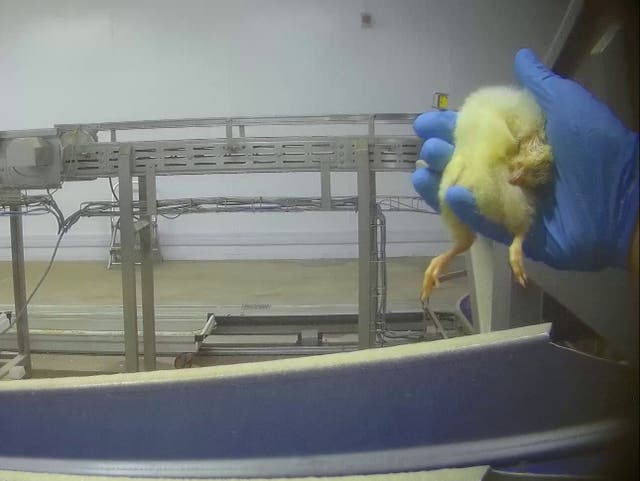 Chicks killed, crushed and trodden on at award-winning hatchery ...