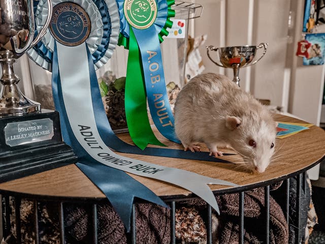 Looking for an award-winning pet? Maybe it’s time to consider a rat ...
