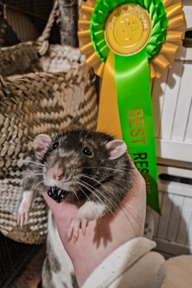 Looking for an award-winning pet? Maybe it’s time to consider a rat ...