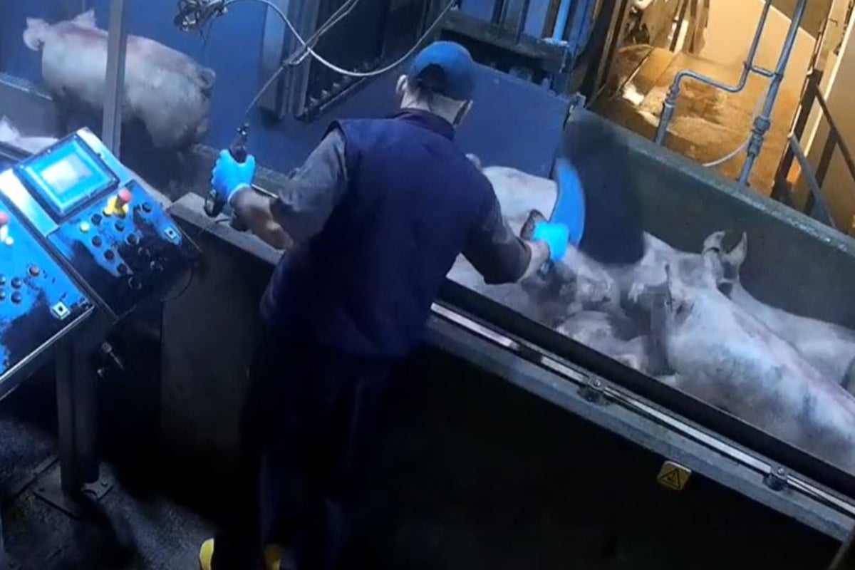 Pigs hit in face before ‘agonising’ CO2 death at supplier for Tesco ...