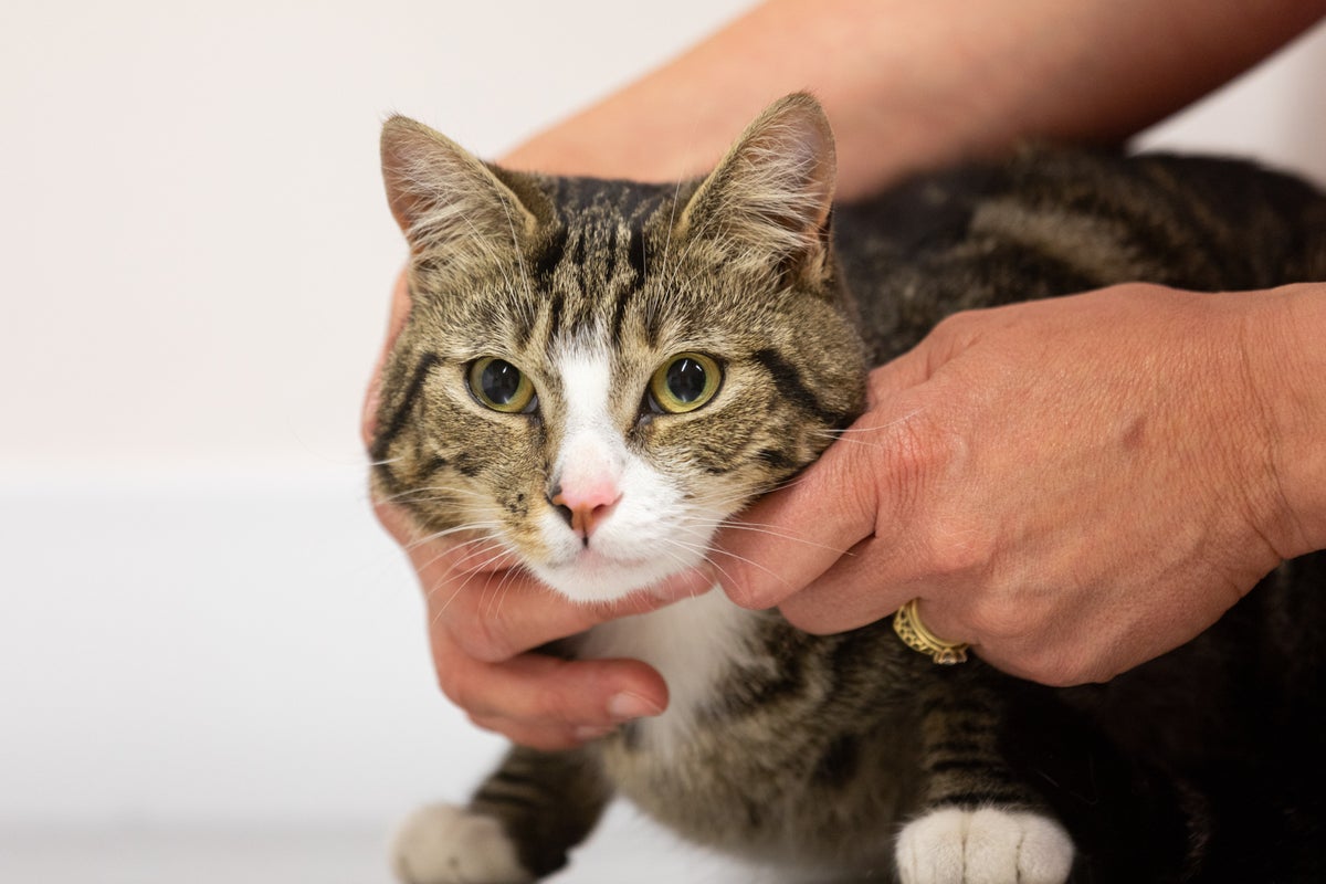 Vet firm with 500 practices says UK operations disrupted by cyber ...