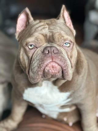 Exotic Bully dogs on the rise in UK with tiny sibling of the XL Bully ...