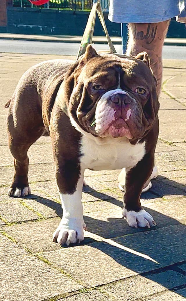 Exotic Bully dogs on the rise in UK with tiny sibling of the XL Bully ...