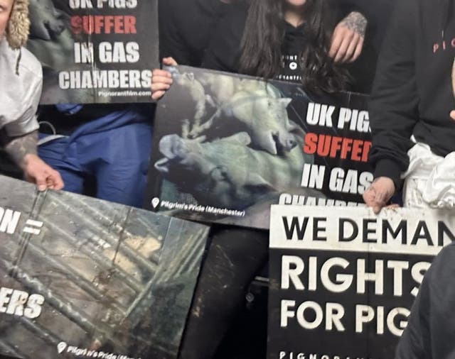 Animal activists charged over pig abattoir gas chamber protest | The ...