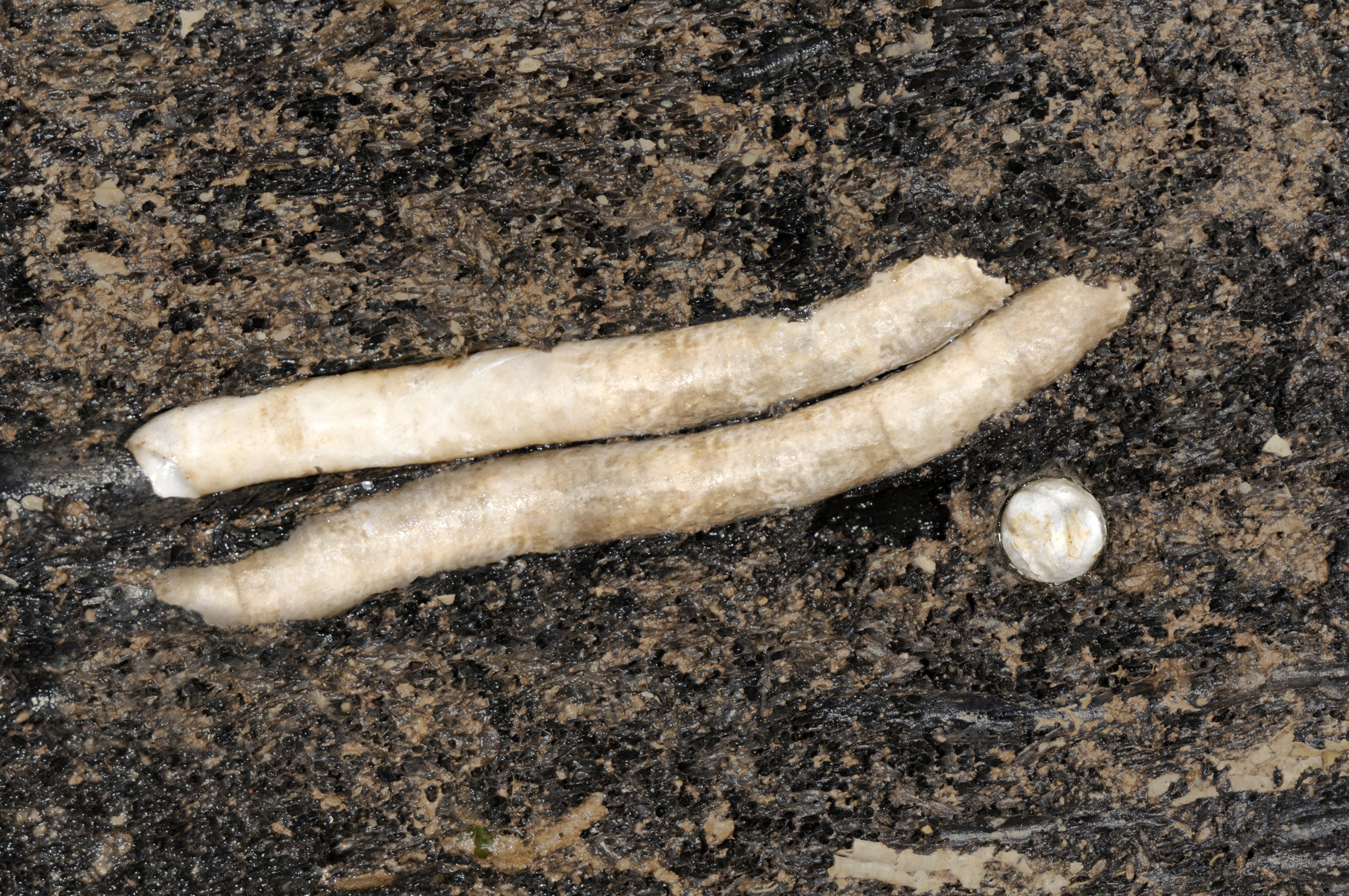 Ship-eating sea worm could soon be sold by supermarkets as sustainable ...