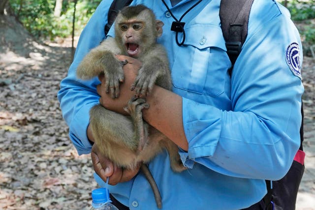 Cruelty for clicks: Cambodian YouTubers investigated over monkey abuse ...