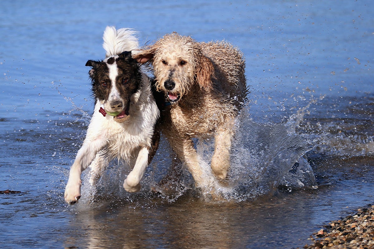 Is your dog struggling to focus? It could have canine ADHD | The ...