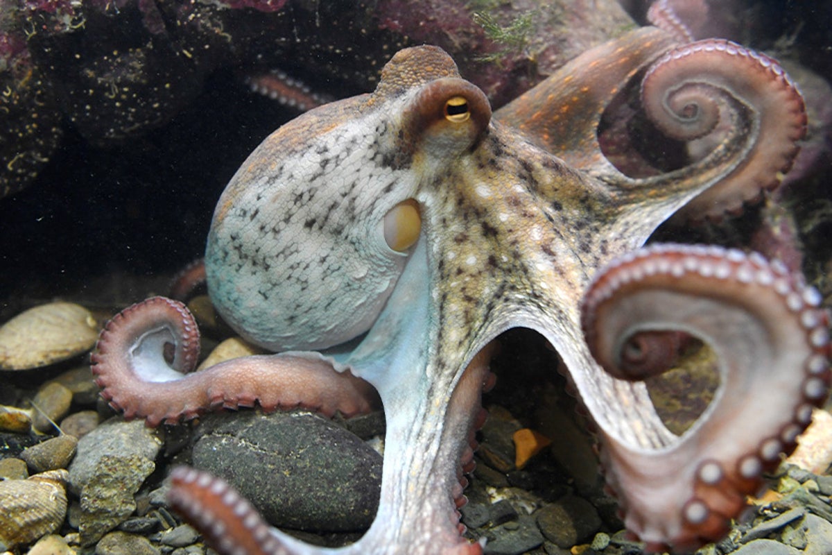 Half-a-billion-year-old new species reveals the origins of the octopus ...