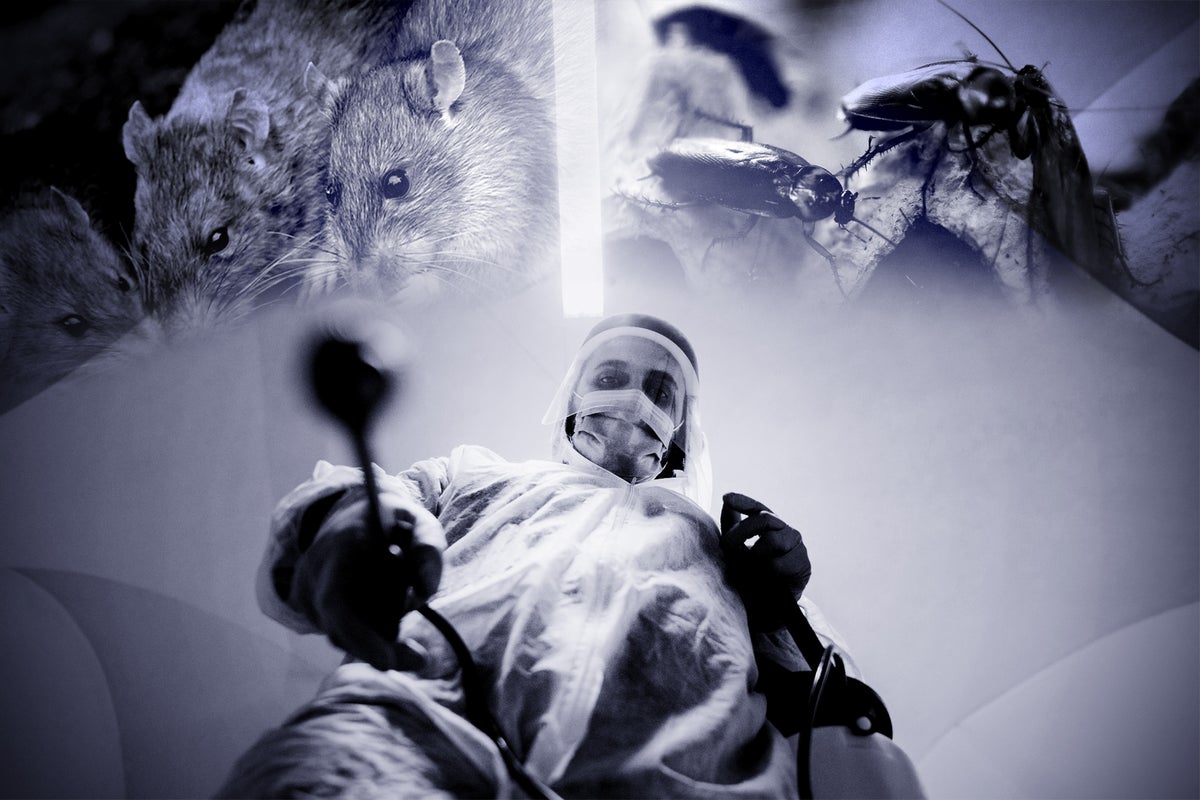 Rats and cockroaches among pests plaguing NHS hospitals - see if yours ...