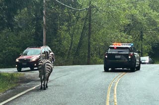 Hunt on for zebra that escaped its trailer and went on the run | The ...