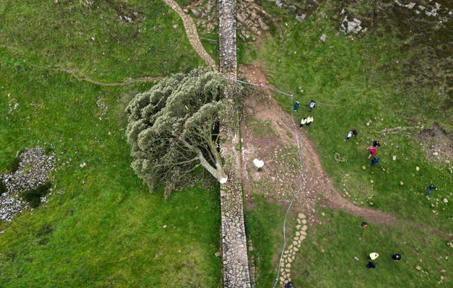 Sycamore Gap tree - latest: Second man denies causing £620,000 worth of ...