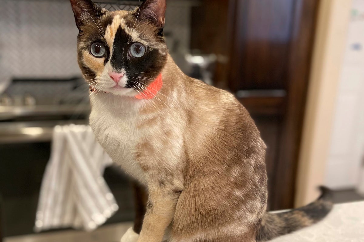 Utah cat with a fondness for cardboard takes surprise trip to ...