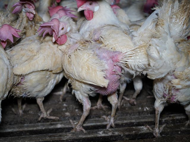 Free-range hens suffering at egg farms supplying M&S, Tesco and Asda ...