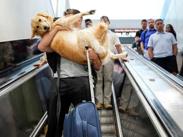 Dogs - latest news, breaking stories and comment - The Independent