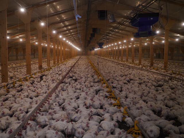 More than 200 factory farms set up in the UK over just five years ...