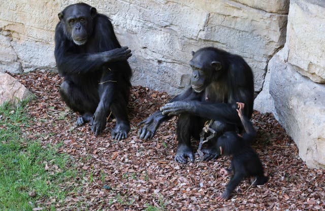Grieving chimpanzee nurtures dead baby for months at Spanish zoo | The ...