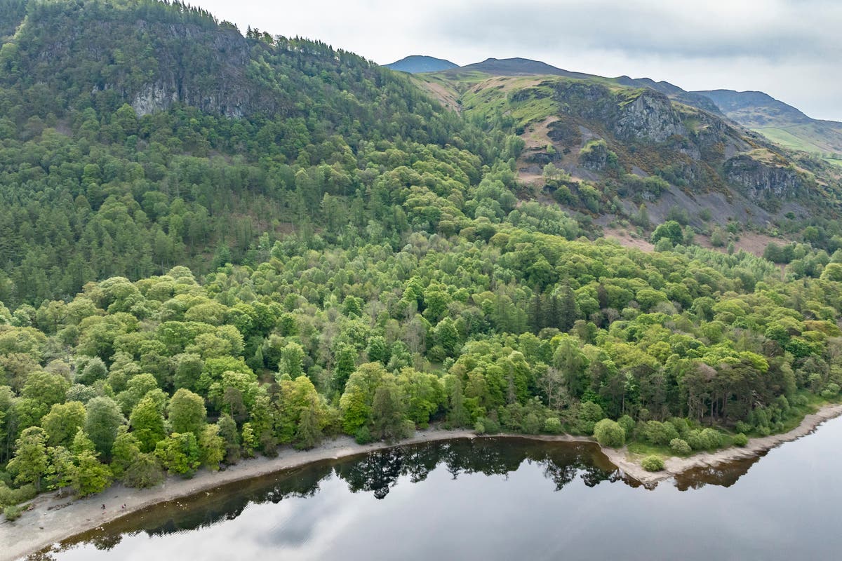 Rare English rainforest to become protected nature reserve | The ...