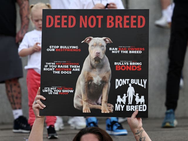 XL bully owner savaged in garden by dog hits out at breed ban after ...