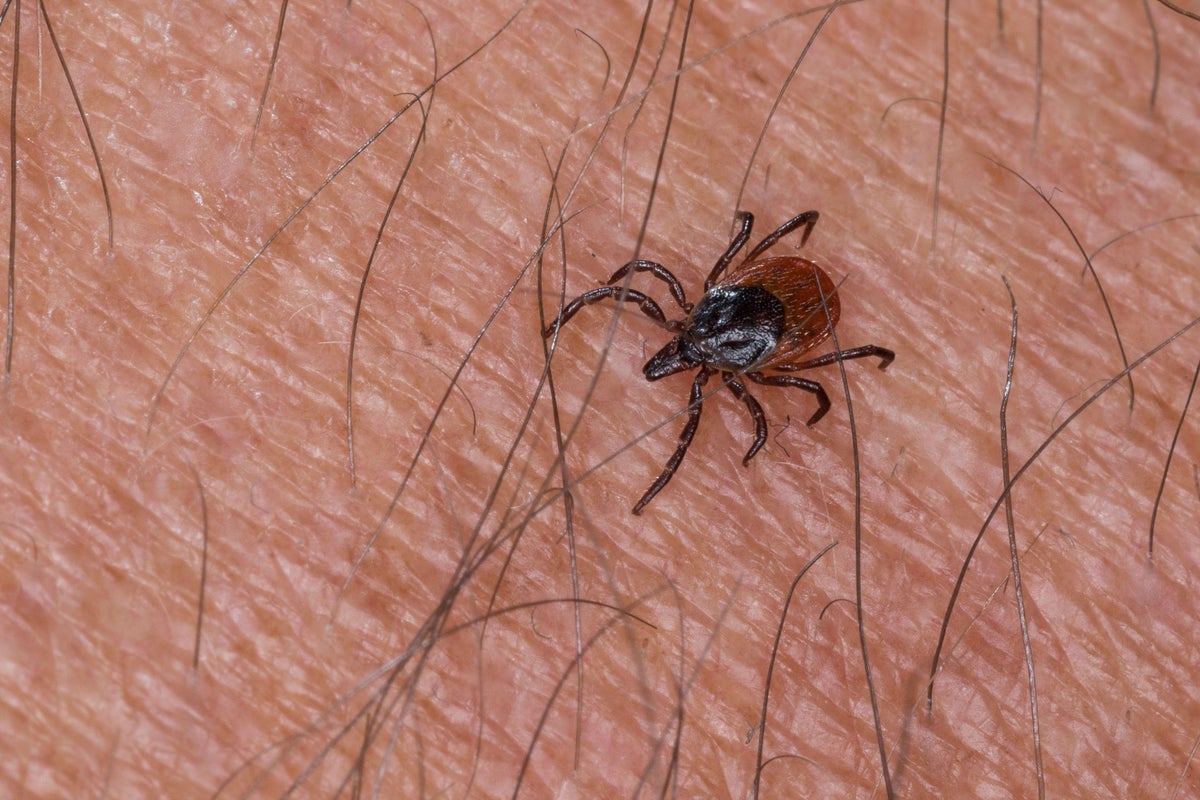 What British tourists need to know about the ‘monster tick’ warning ...