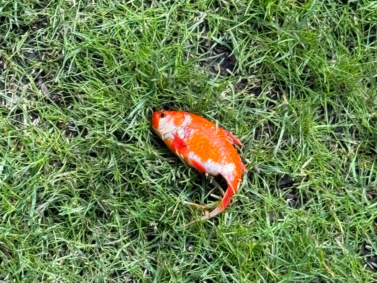 ‘I found a goldfish seconds from death in my garden - now I’m keeping ...