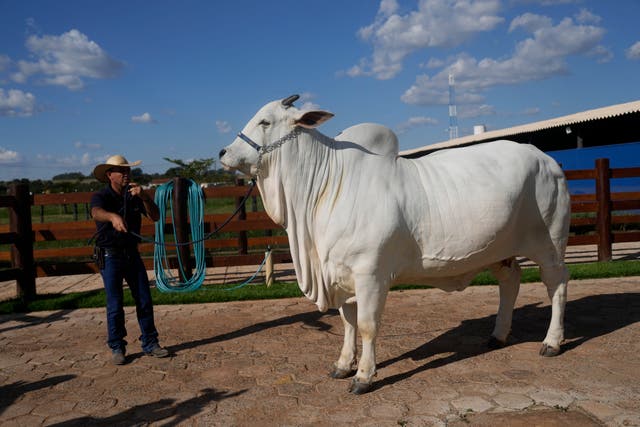 The world’s most expensive cow has been sold for millions – bodyguard ...