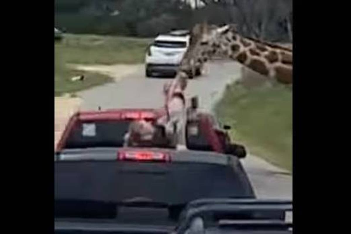 ‘My stomach dropped’: Video shows wild moment giraffe lifted toddler in ...
