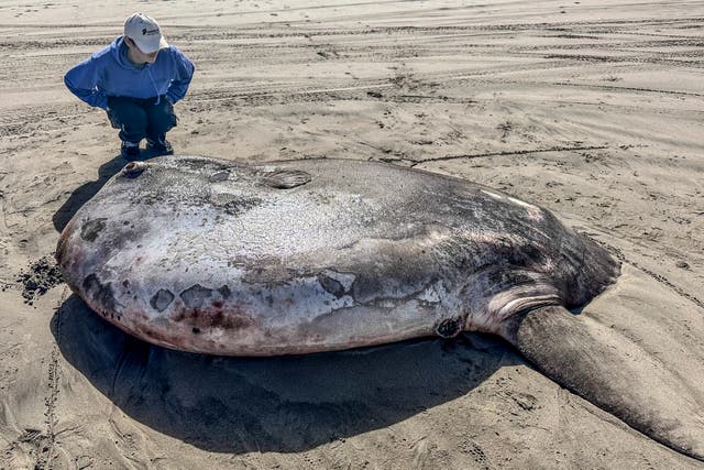 Huge rare sea creature washed up on Oregon beach could be there for ...