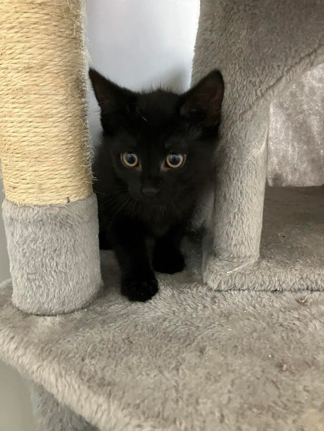 Kittens found abandoned in ‘tied up plastic bag’ on Cornwall beach ...