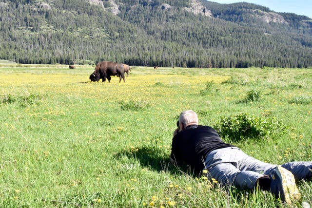 Yellowstone visitors clamor to catch a glimpse of an elusive white ...
