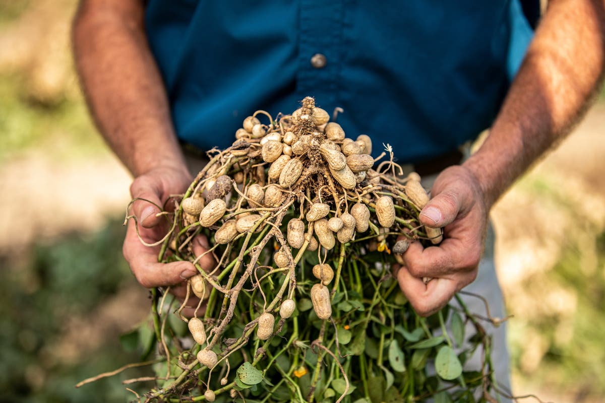 A guide to growing peanuts for people who don’t live in the tropics ...
