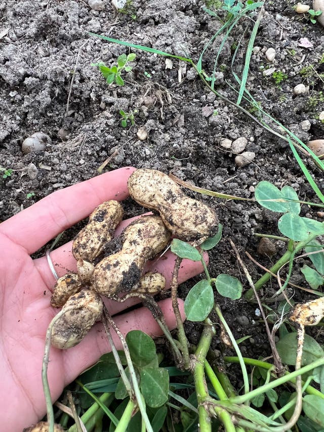 A guide to growing peanuts for people who don’t live in the tropics ...