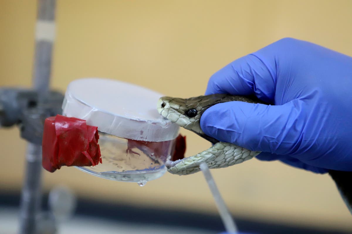 It's hard to find treatment for snakebites in Kenya. Thousands of ...