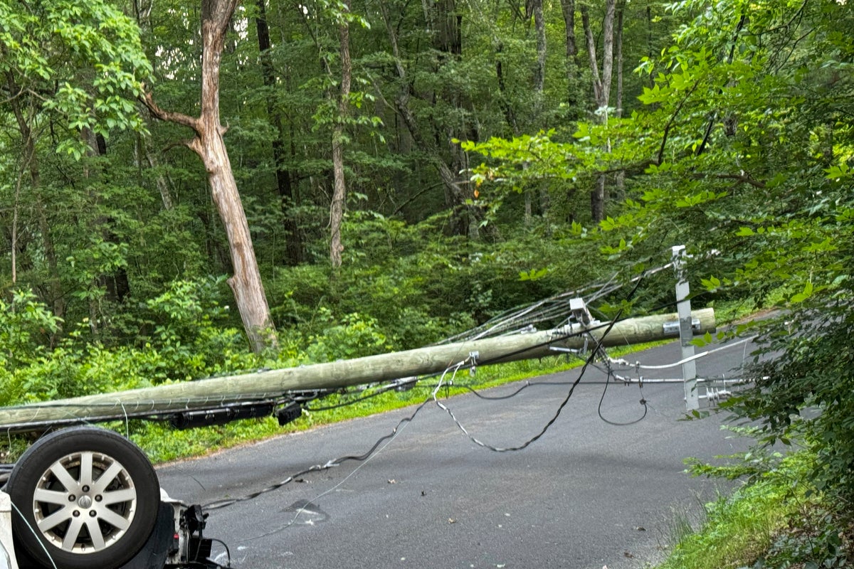 Minivan carrying more than a dozen puppies crashes in Connecticut. Most ...