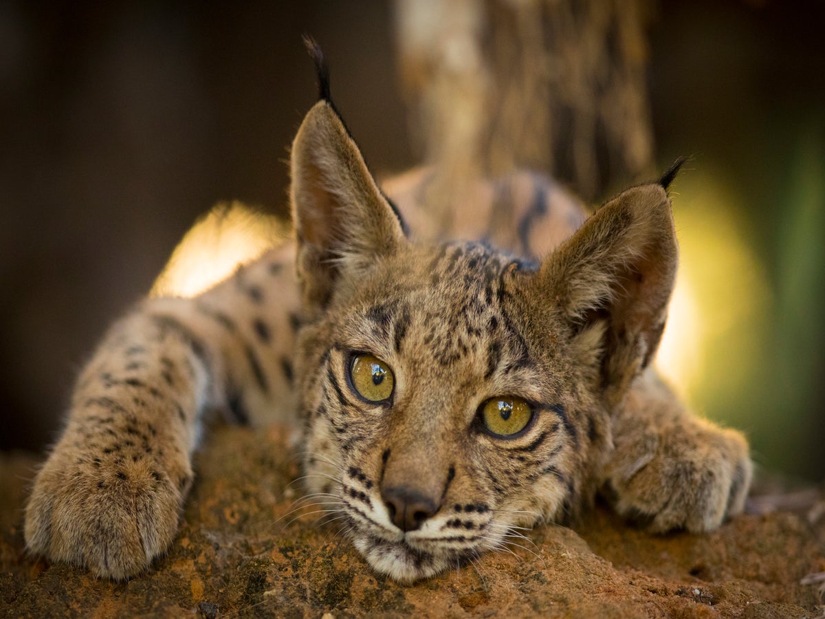 10 Of The Worlds Most Endangered Animal Species Worldatlascom