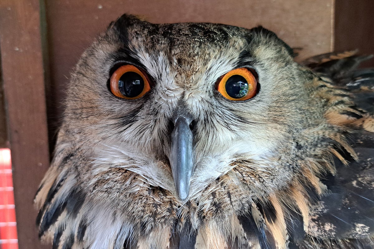 Grief can knock you off your perch | The Independent